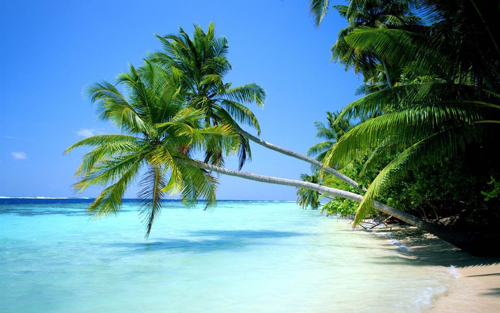 Summer Coconut Tree Wallpapers - Wallpaper Cave