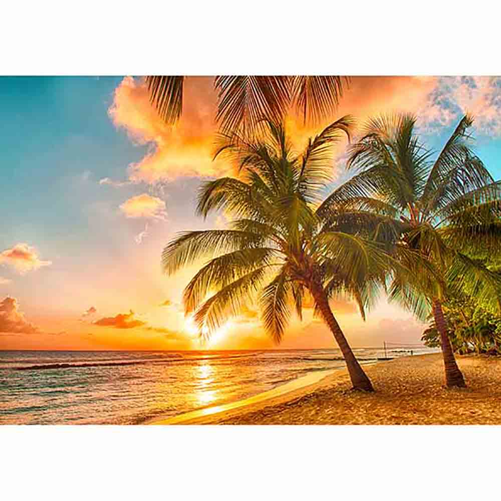 Summer Coconut Tree Wallpapers - Wallpaper Cave