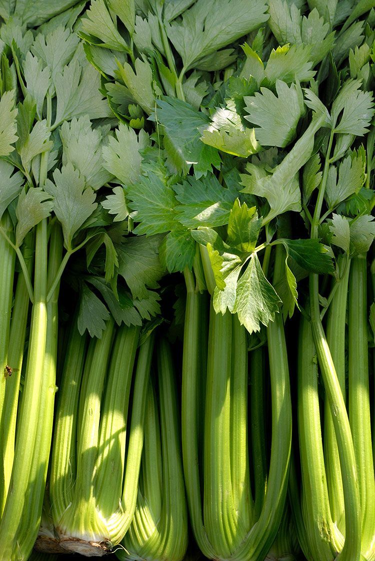 Celery Wallpapers - Wallpaper Cave