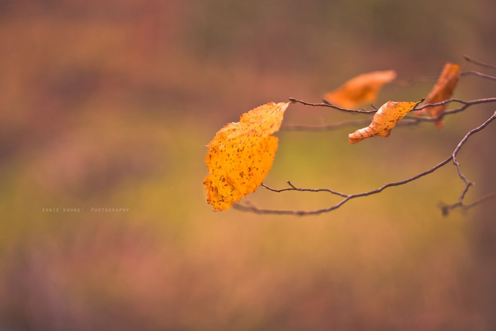 Alone Autumn Wallpapers - Wallpaper Cave