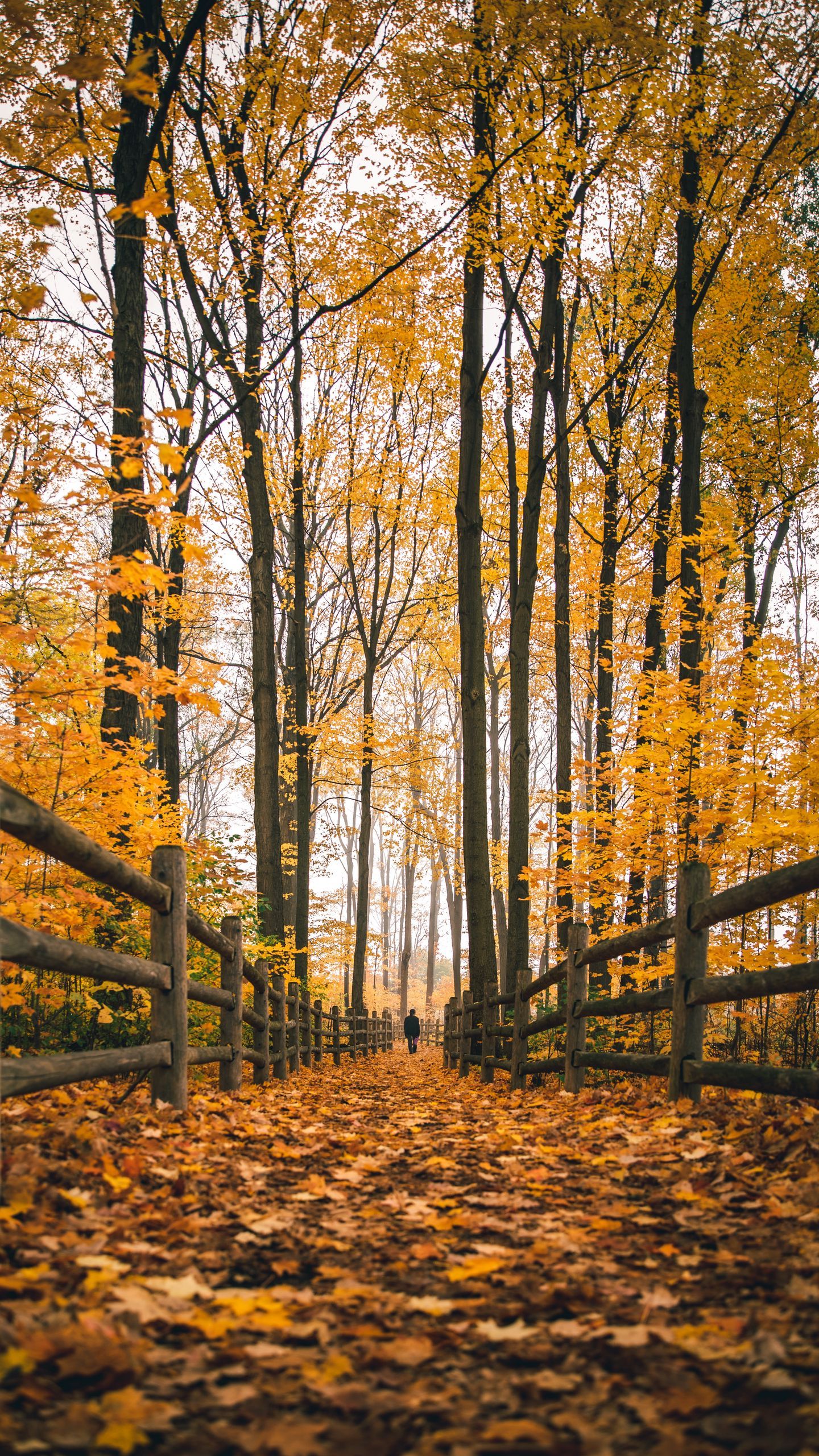 Alone Autumn Wallpapers - Wallpaper Cave