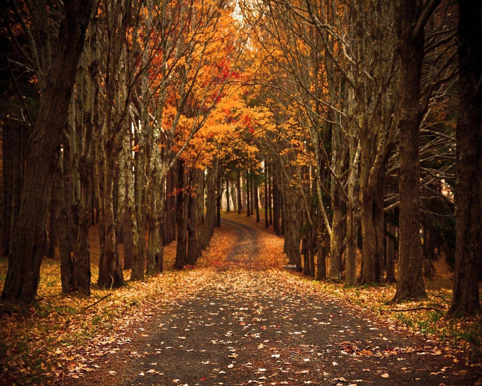Autumn Pathways Wallpapers - Wallpaper Cave