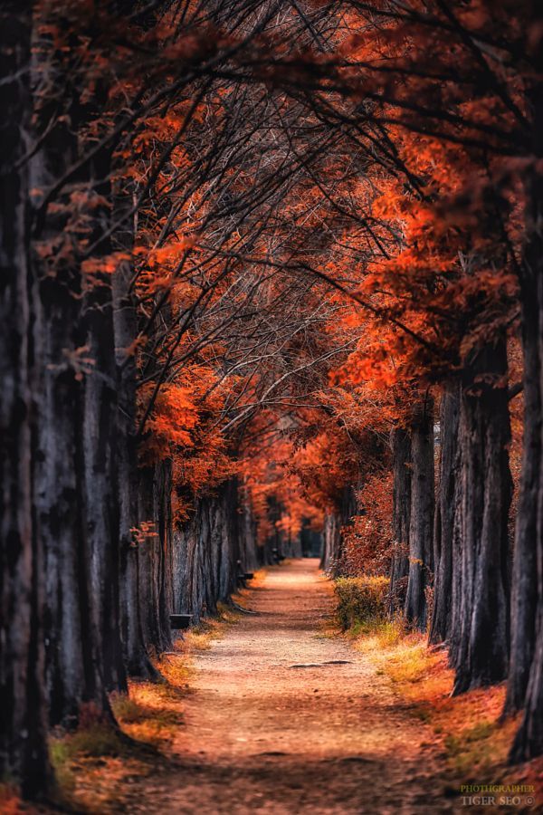 Autumn Pathways Wallpapers - Wallpaper Cave
