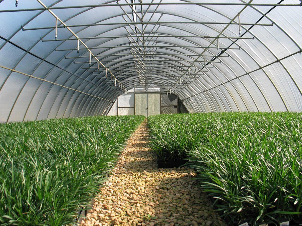 Emory Bertopeng Sedge Wallpapers - Wallpaper Cave