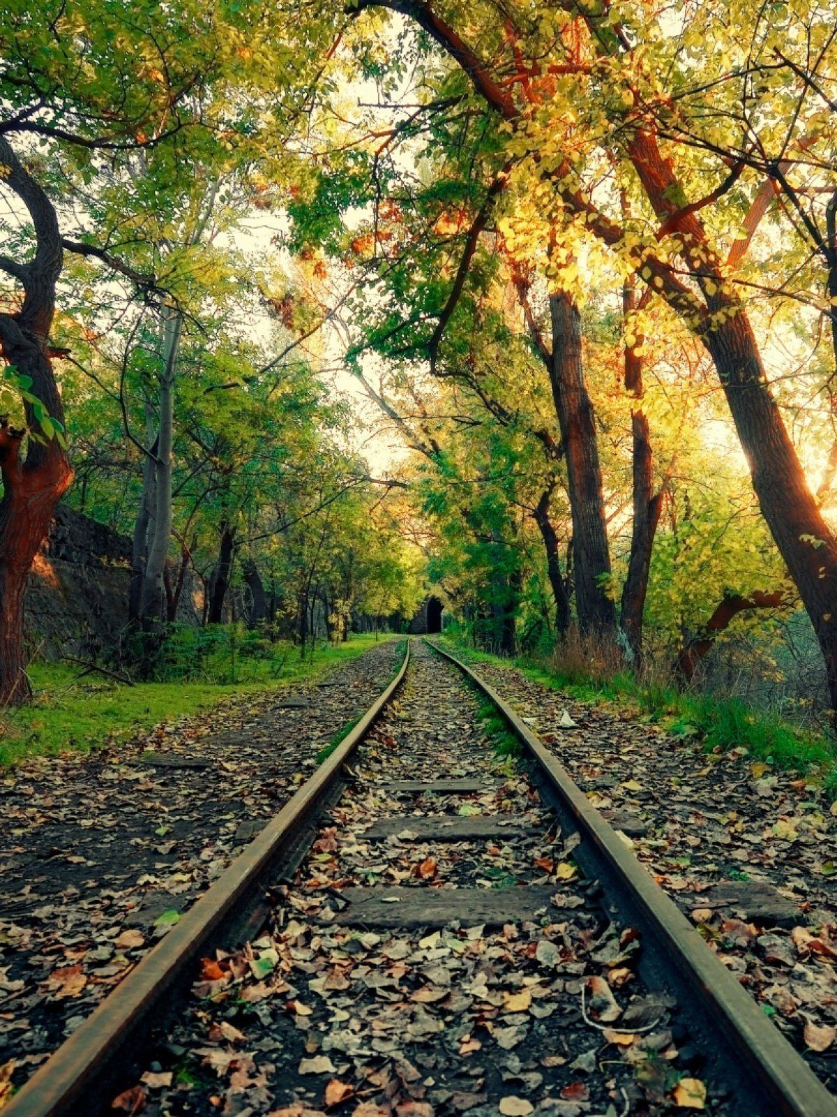 Railway Forest Mobile Wallpapers - Wallpaper Cave
