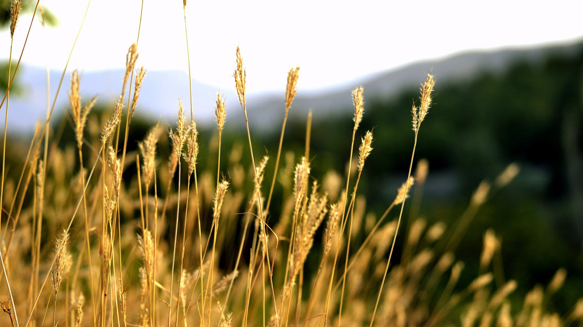 HD Summer Landscape Wallpapers - Wallpaper Cave