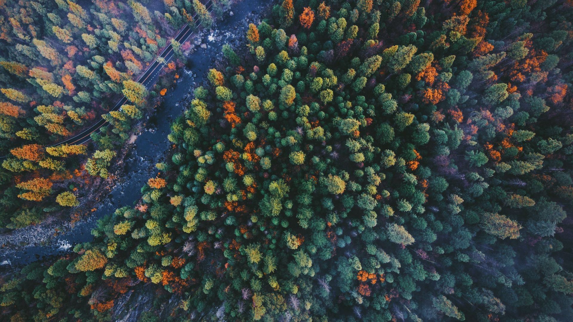 Bird Eye Wallpapers - Wallpaper Cave