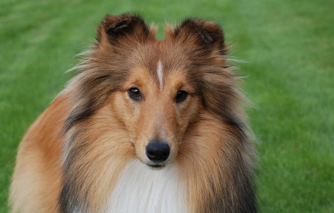 Dog Face Wallpapers - Wallpaper Cave