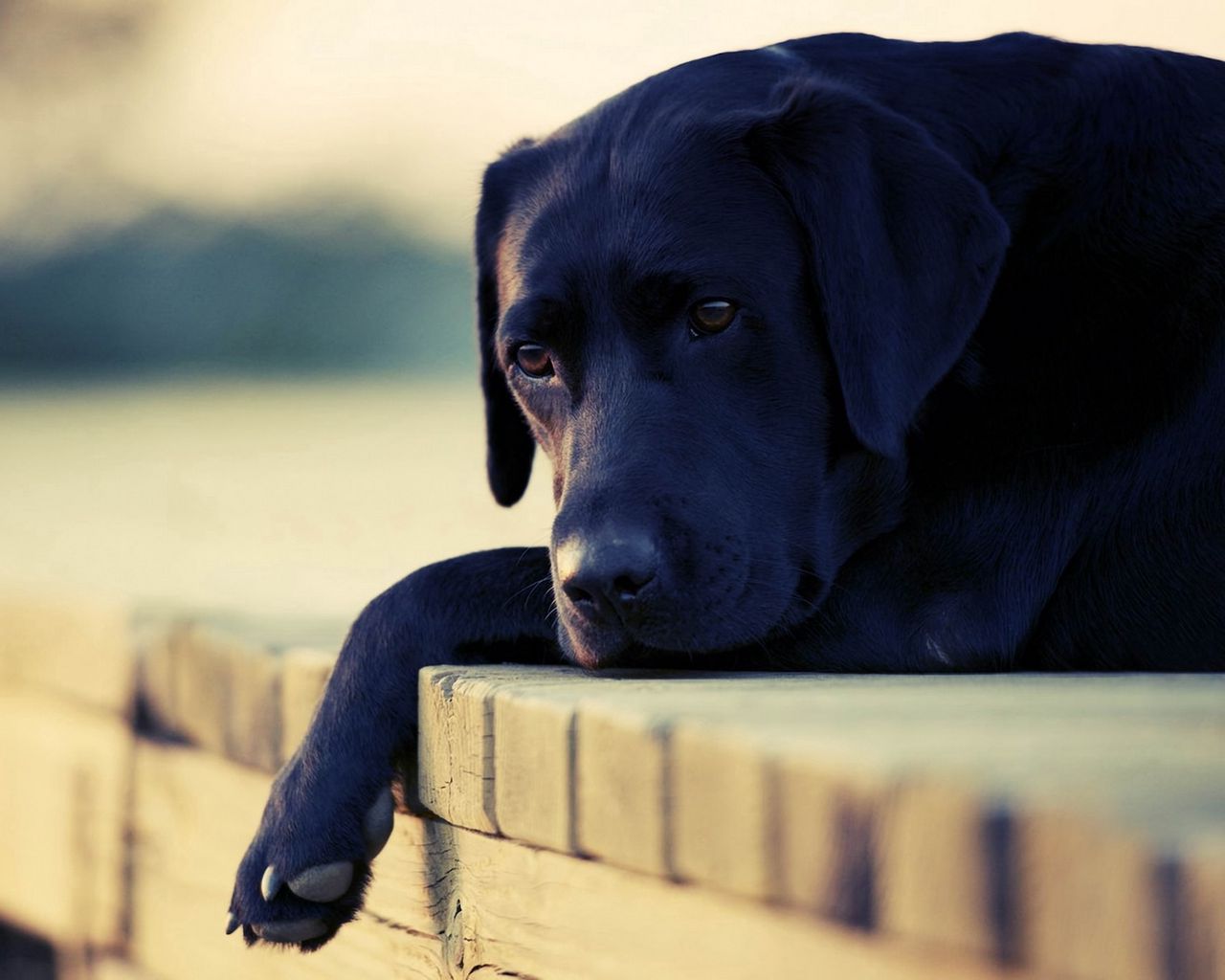 Dog Face Wallpapers - Wallpaper Cave