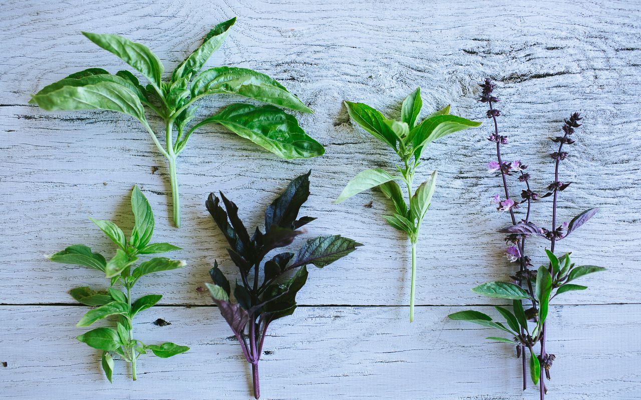 Holy Basil Wallpapers - Wallpaper Cave