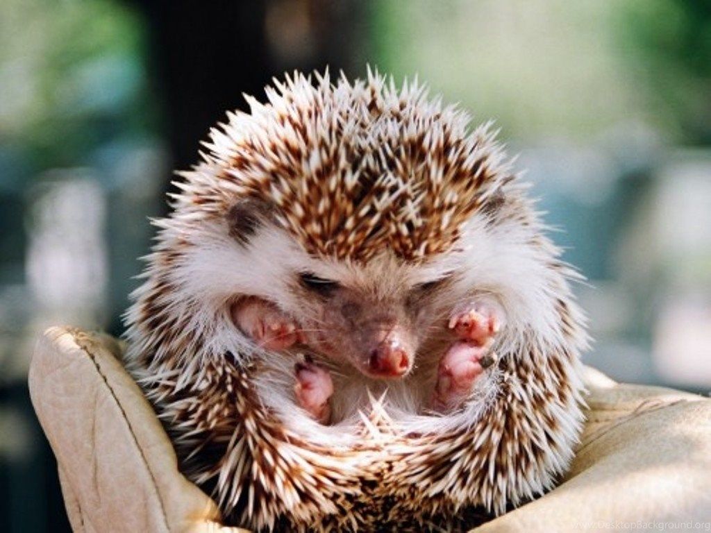 Baby Hedgehog Wallpapers - Wallpaper Cave