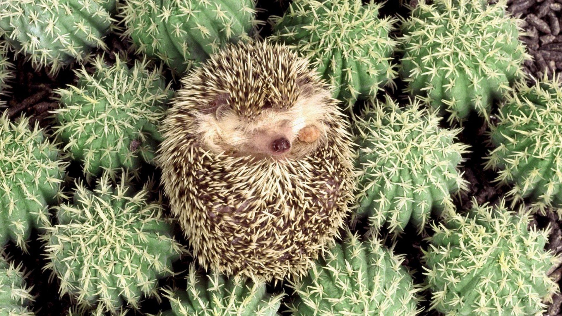 Baby Hedgehog Wallpapers - Wallpaper Cave