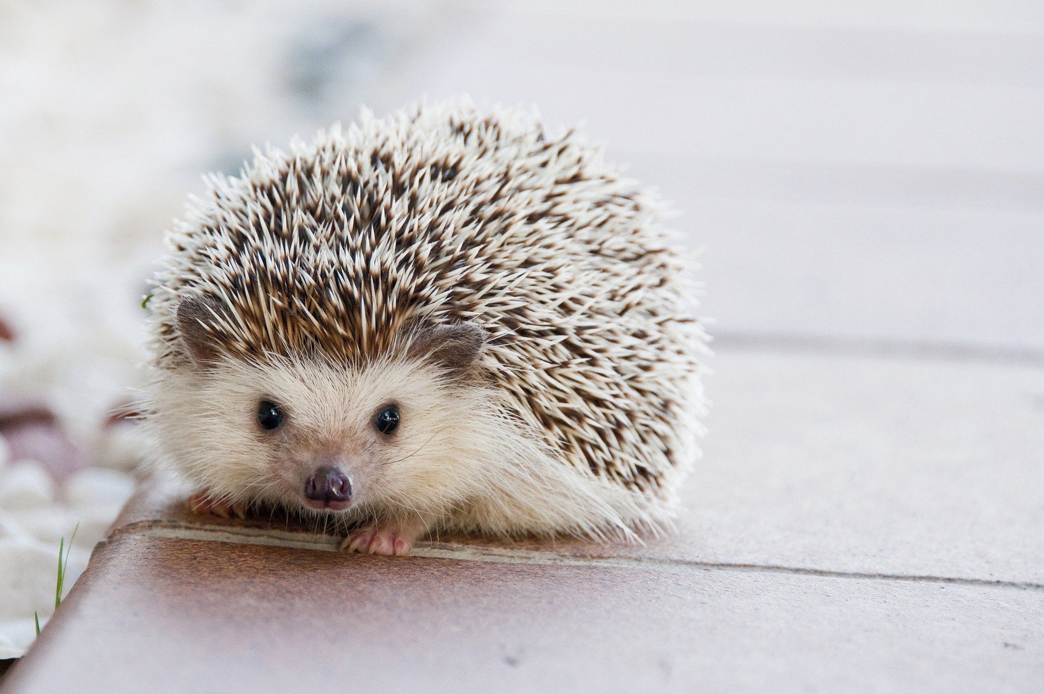 Baby Hedgehog Wallpapers - Wallpaper Cave