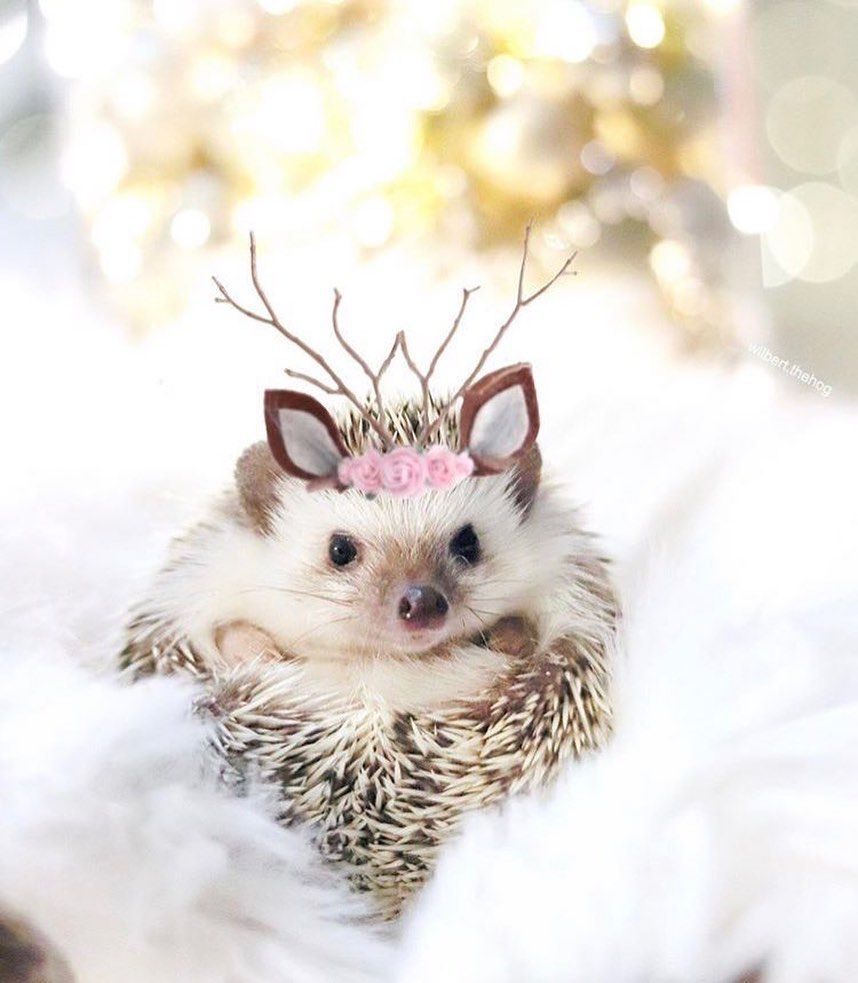 Baby Hedgehog Wallpapers - Wallpaper Cave