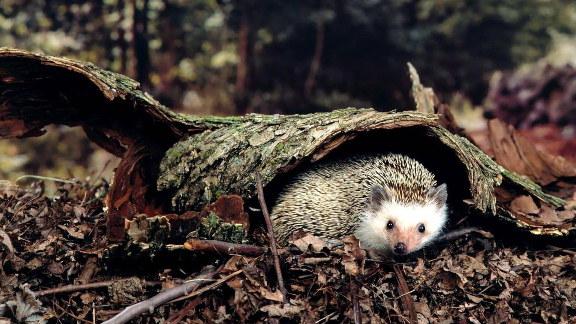 Baby Hedgehog Wallpapers - Wallpaper Cave