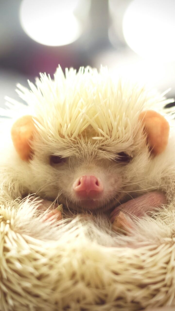 Baby Hedgehog Wallpapers - Wallpaper Cave