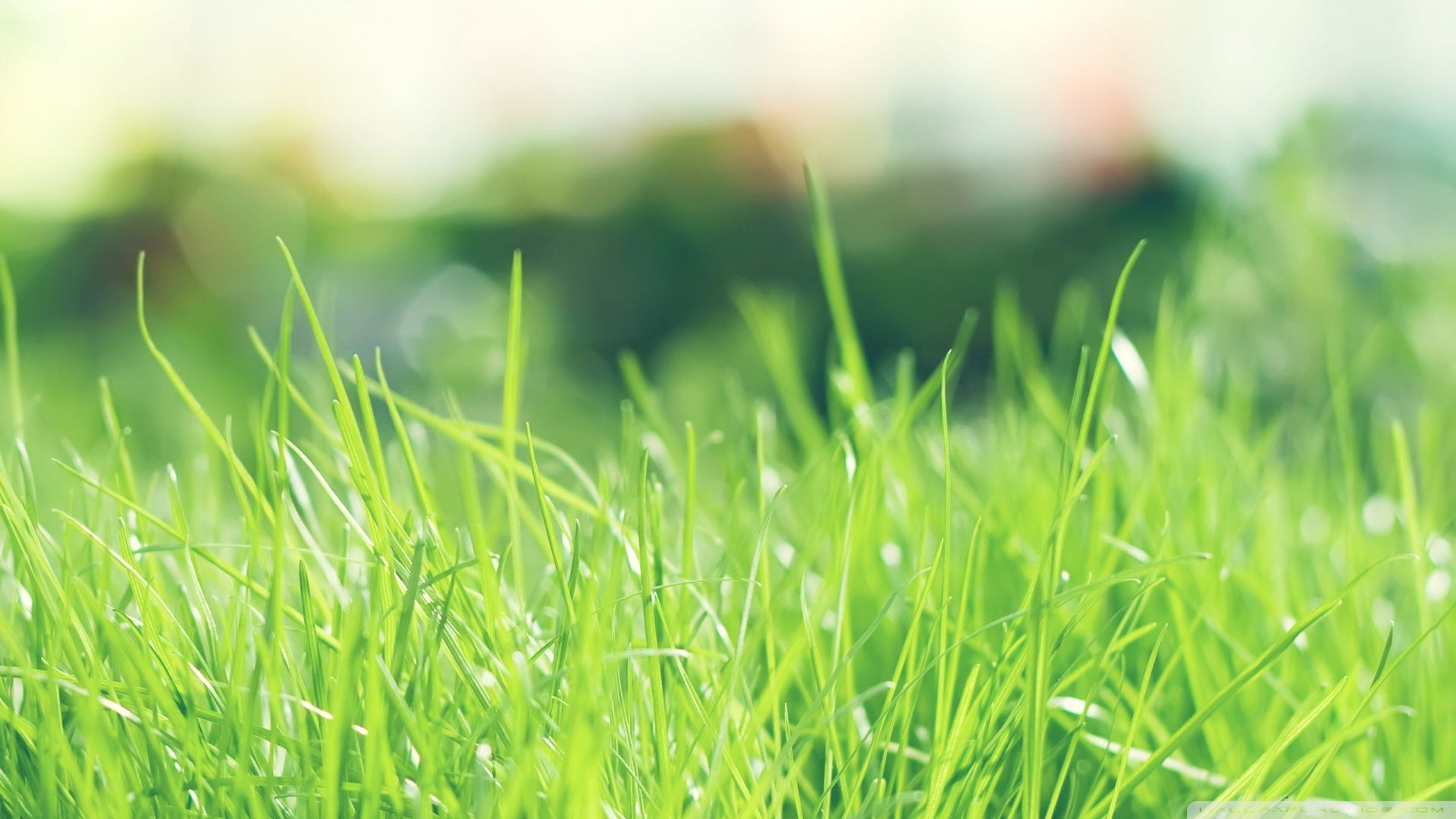 Grass Summer Wallpapers - Wallpaper Cave