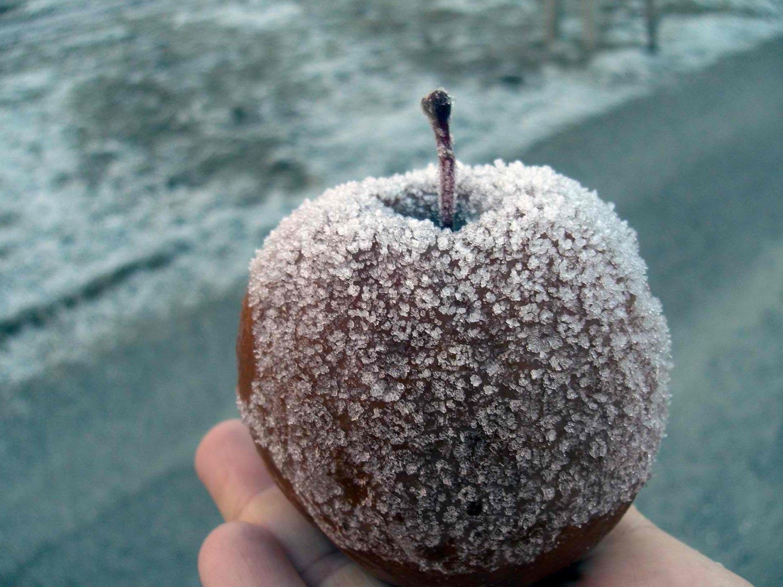 Frozen Food Wallpapers - Wallpaper Cave