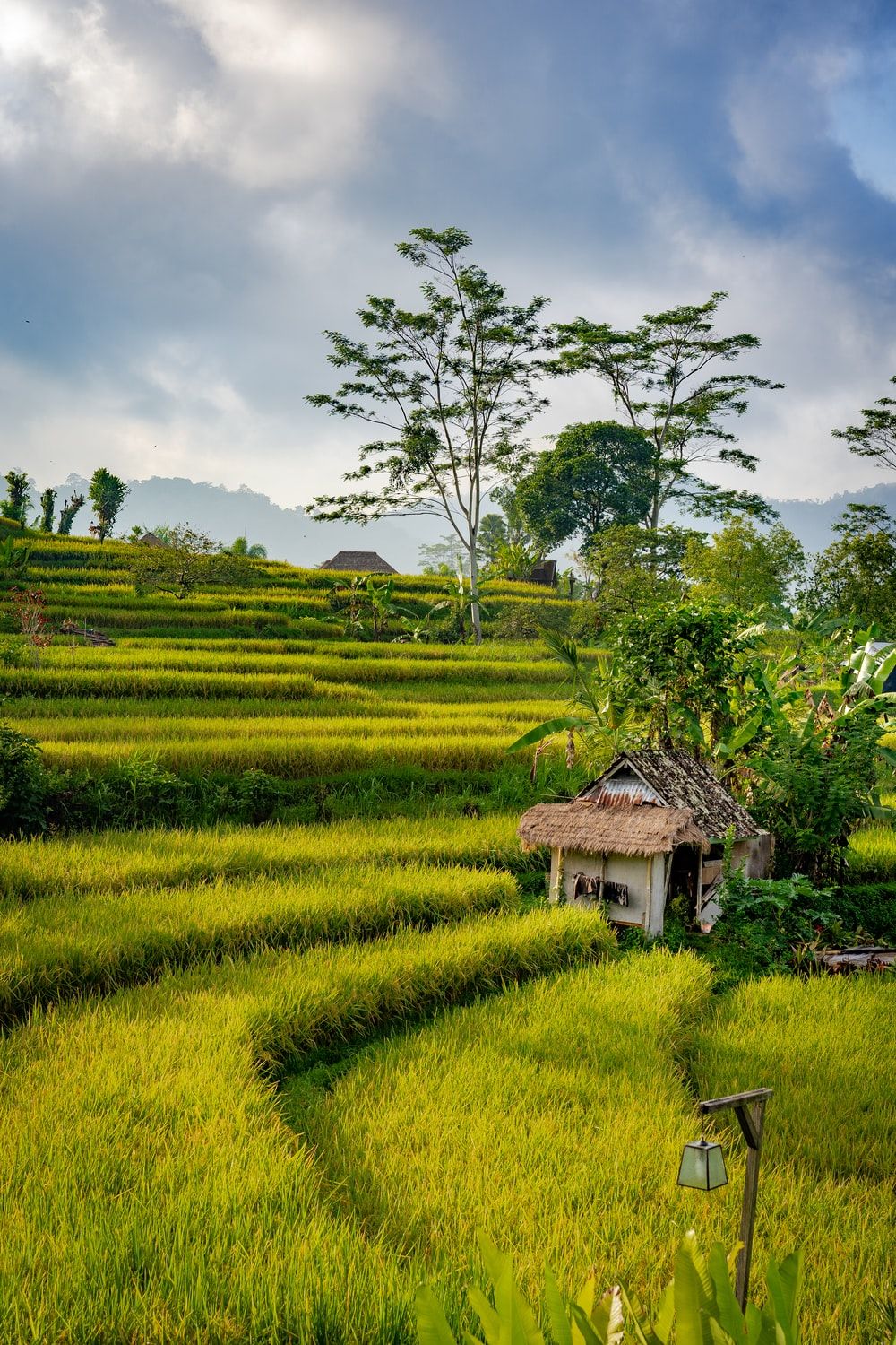 Rice Field View Wallpapers - Wallpaper Cave