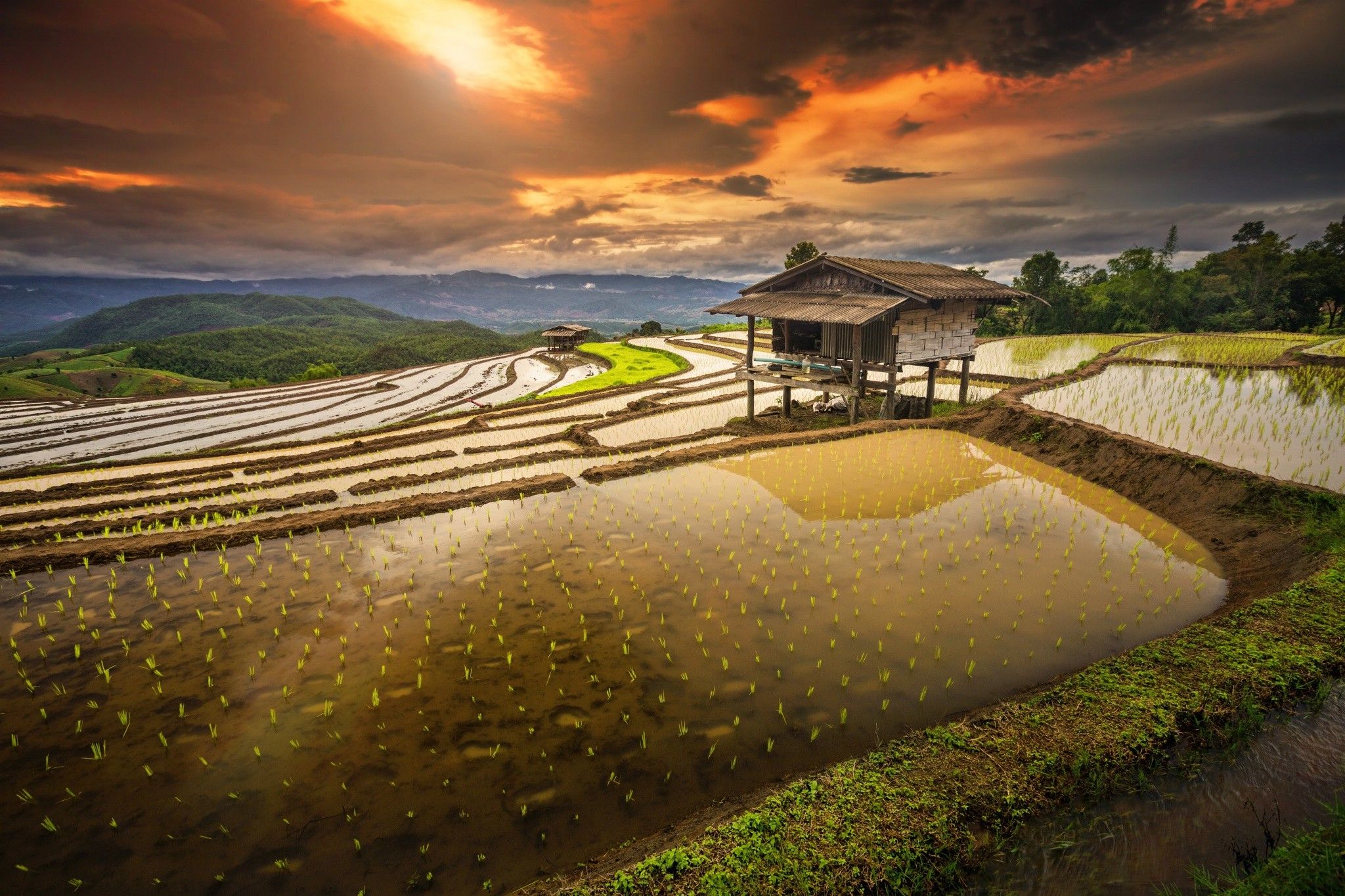 Rice Field View Wallpapers - Wallpaper Cave