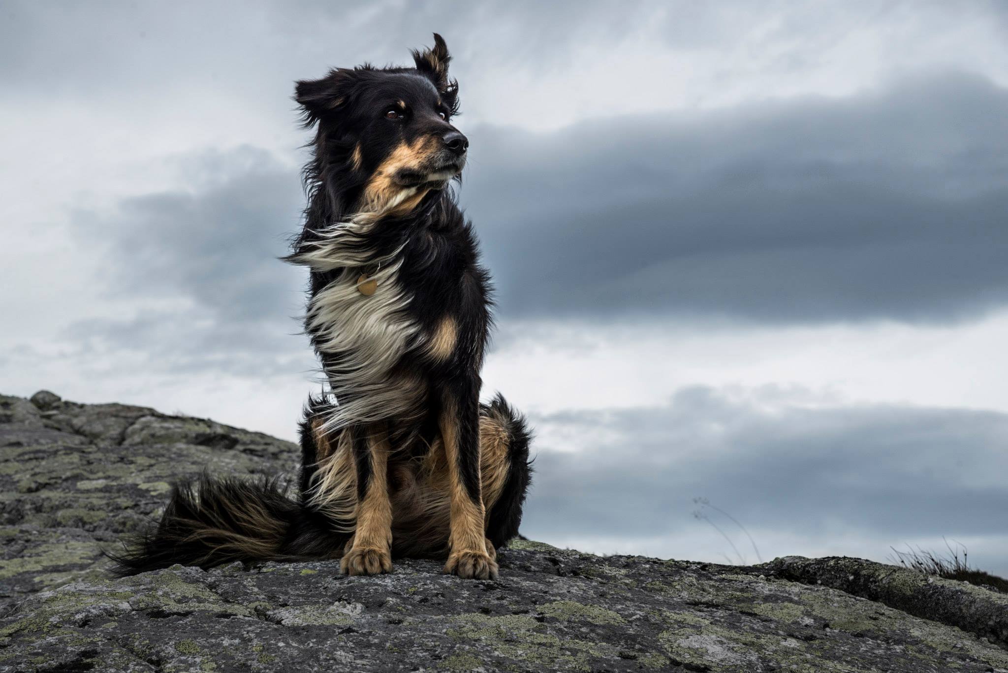 World Dog Day Wallpapers - Wallpaper Cave