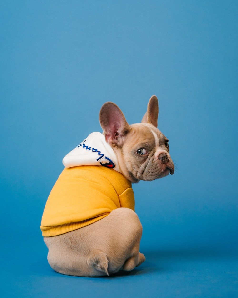 World Dog Day Wallpapers - Wallpaper Cave