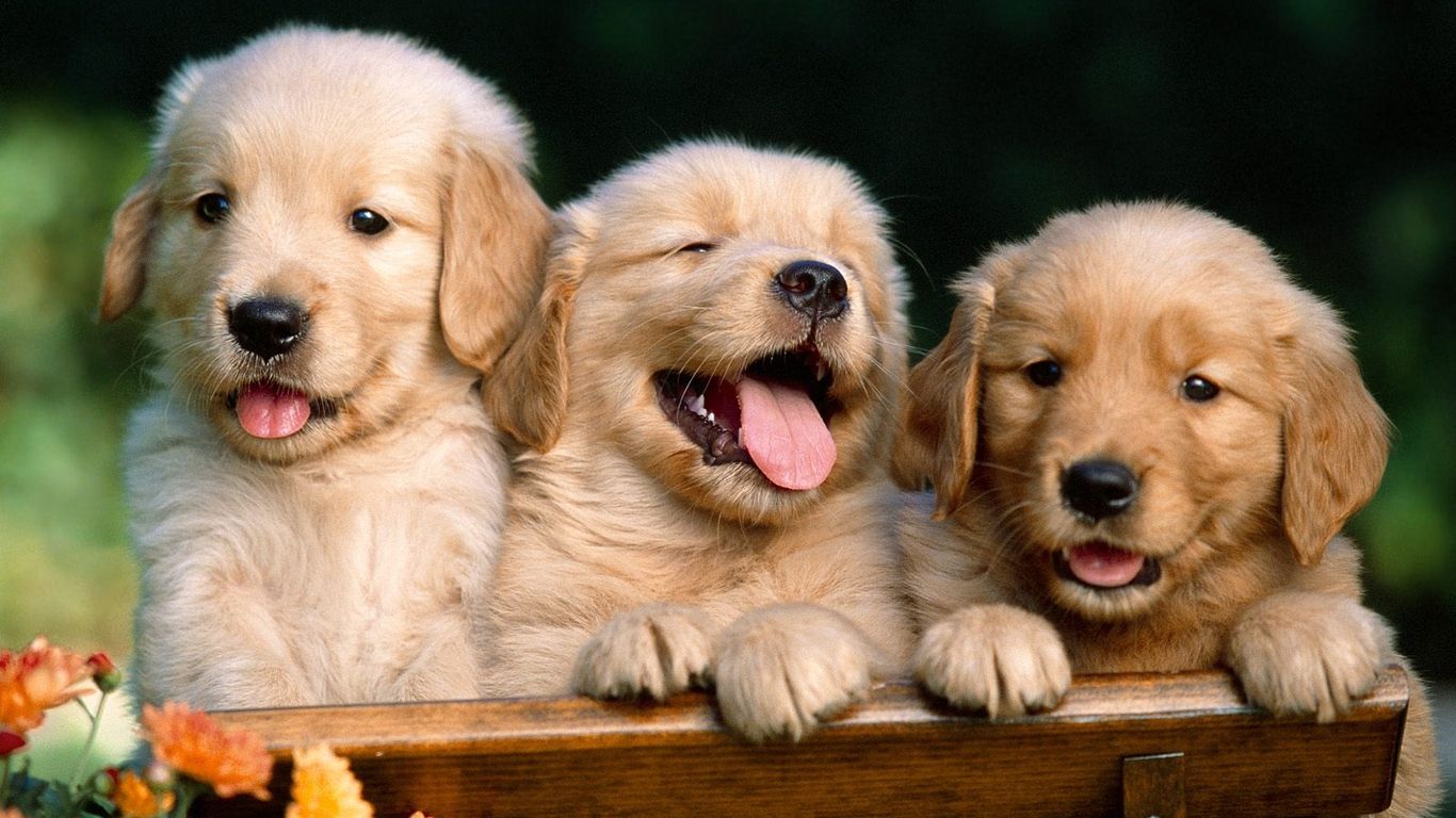 World Dog Day Wallpapers - Wallpaper Cave