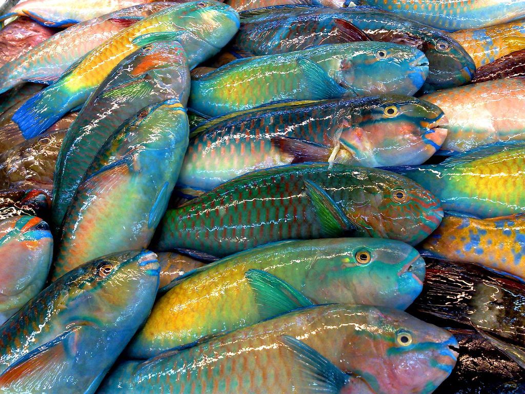 Parrot Fish Wallpapers - Wallpaper Cave