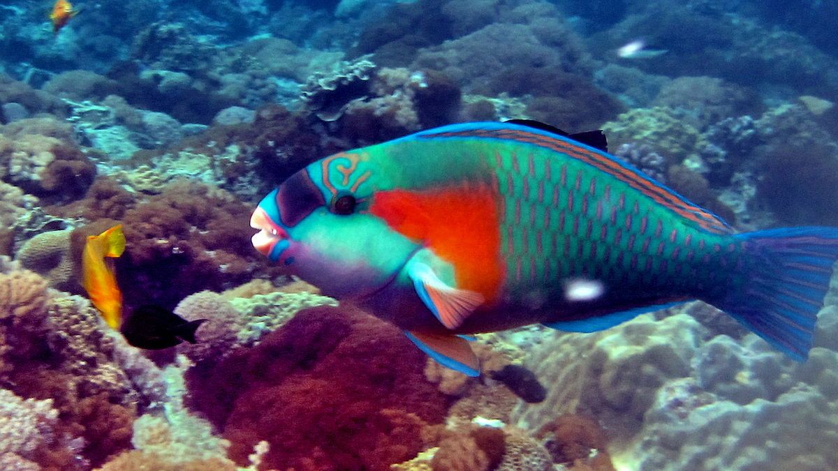 Parrot Fish Wallpapers - Wallpaper Cave