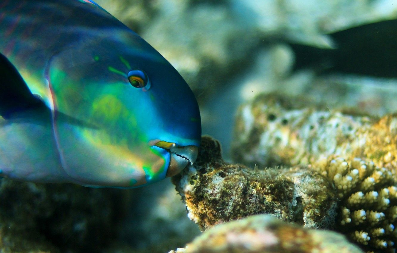 Parrot Fish Wallpapers - Wallpaper Cave