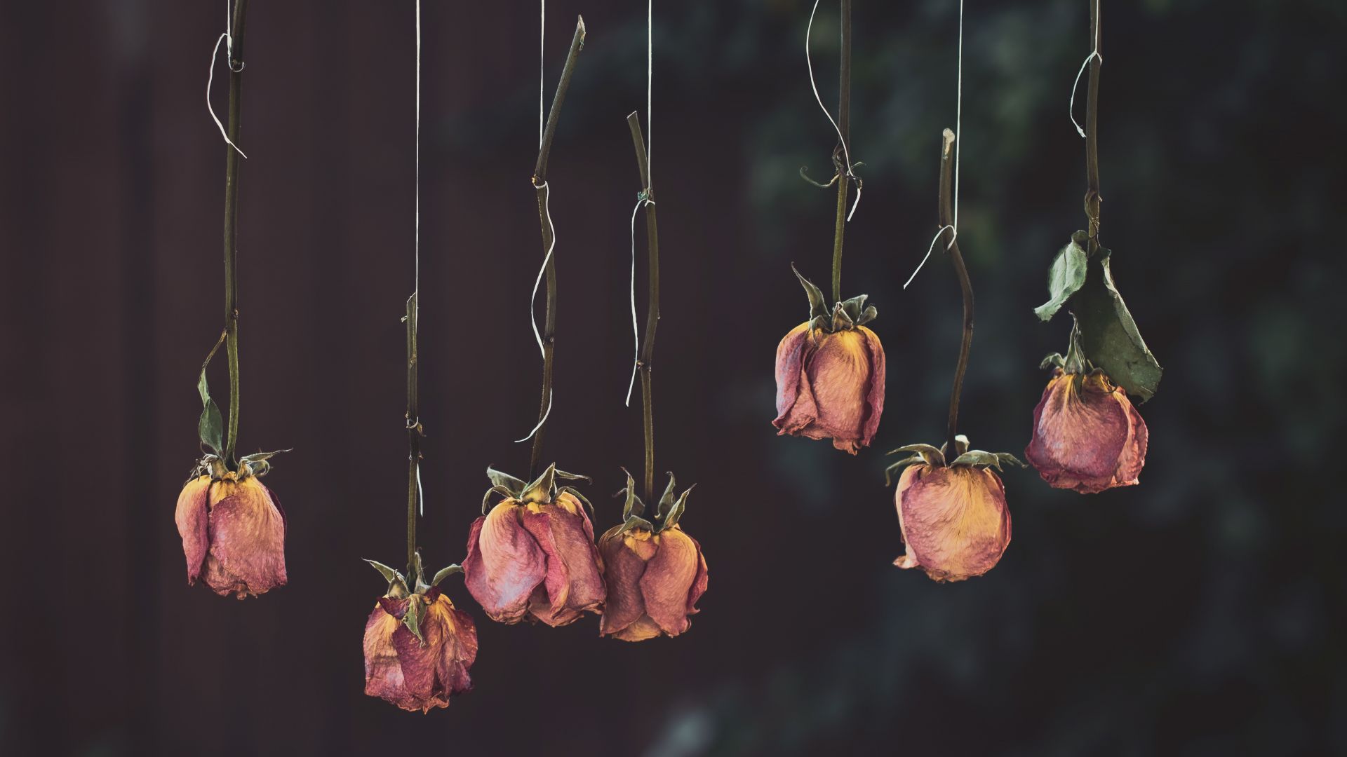 Dried Flowers Wallpapers Wallpaper Cave Dried Flowers Wallpapers Wallpaper Cave