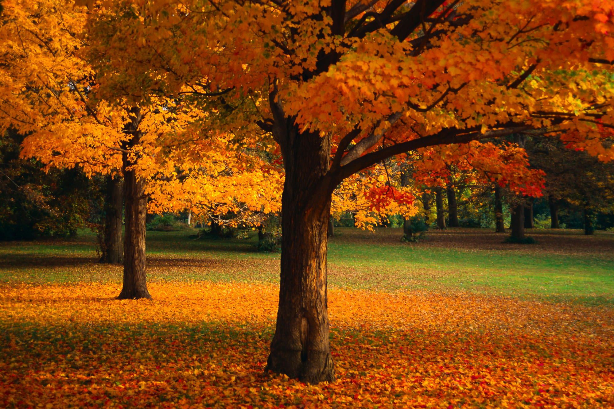 Nature Autumn Nature Wallpapers - Wallpaper Cave