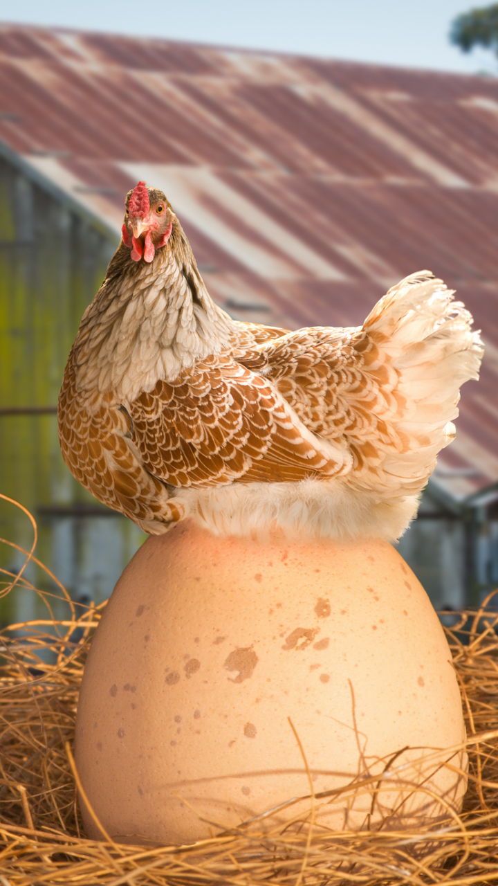 Chicken Animal Wallpapers - Wallpaper Cave