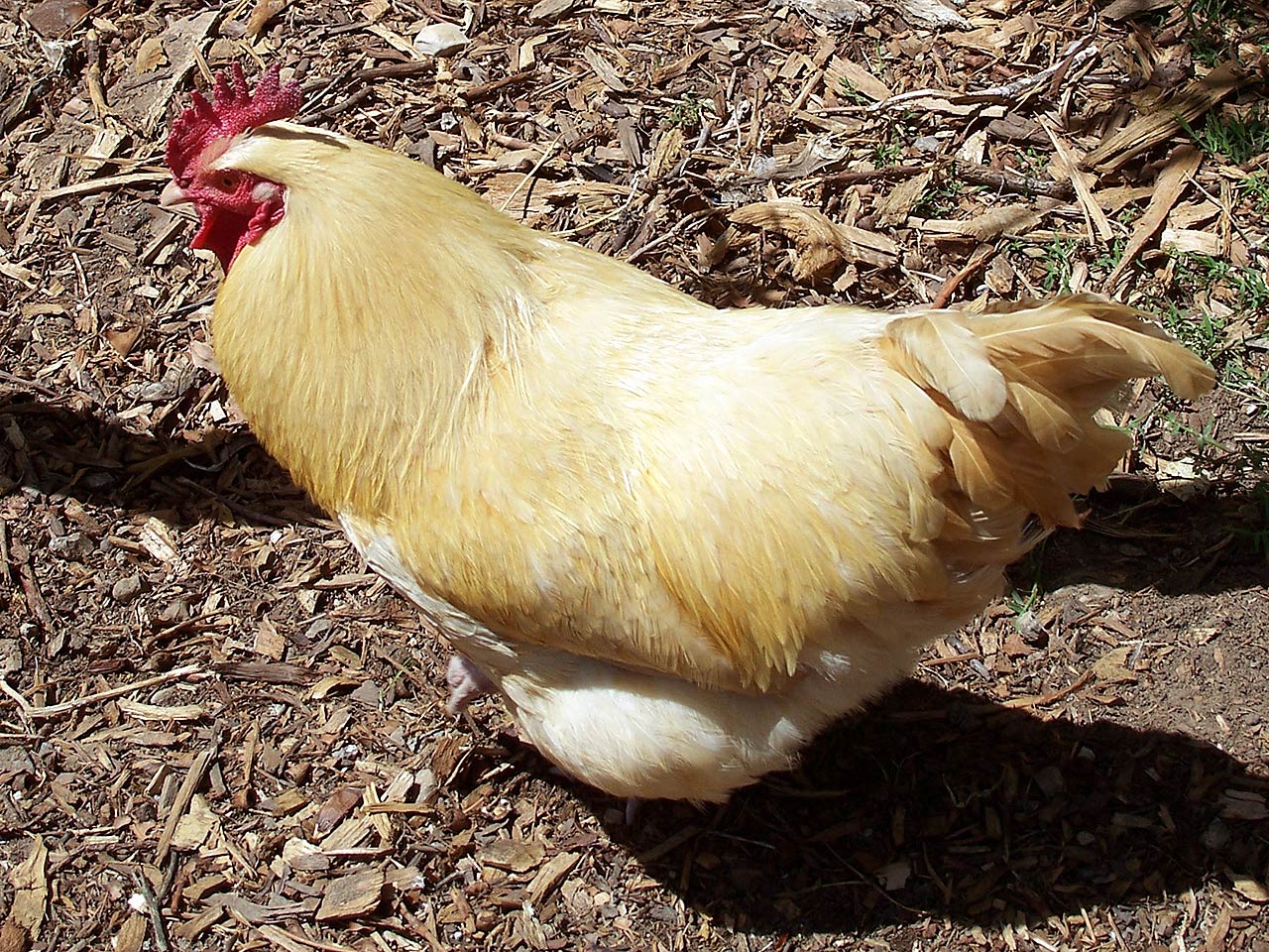 Chicken Animal Wallpapers - Wallpaper Cave