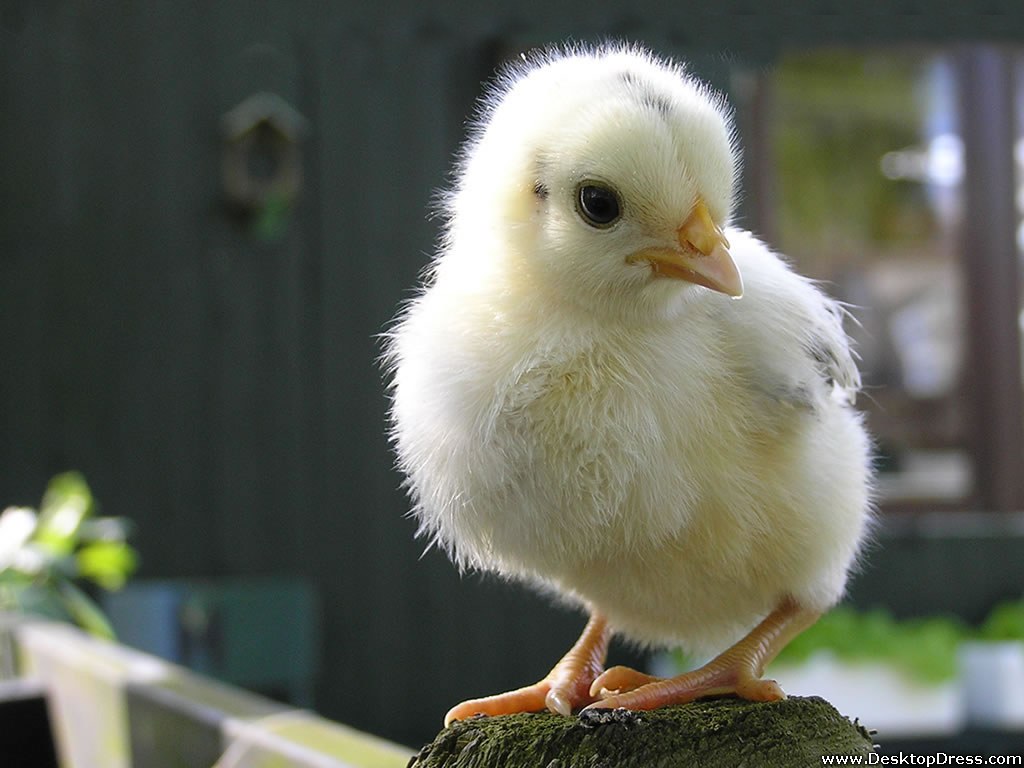 Chicken Animal Wallpapers - Wallpaper Cave