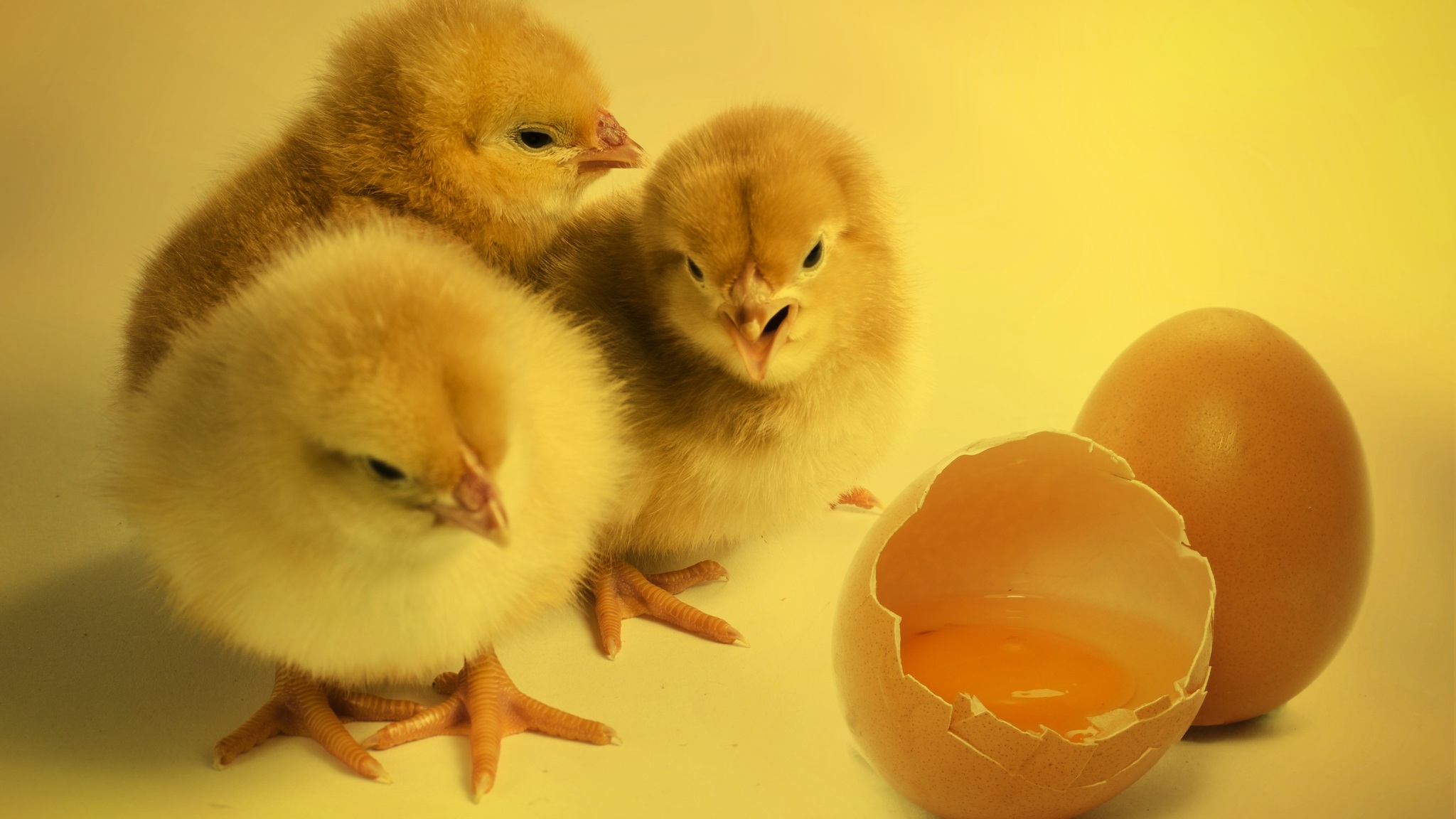Cute Chickens Wallpapers - Wallpaper Cave