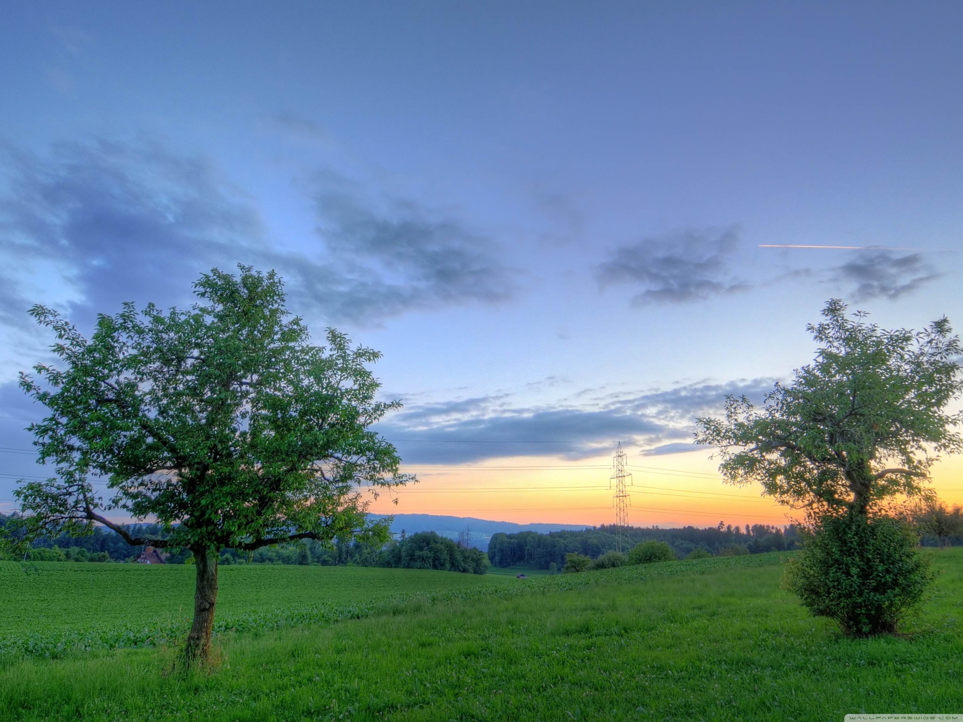 Small Tree Wallpapers - Wallpaper Cave