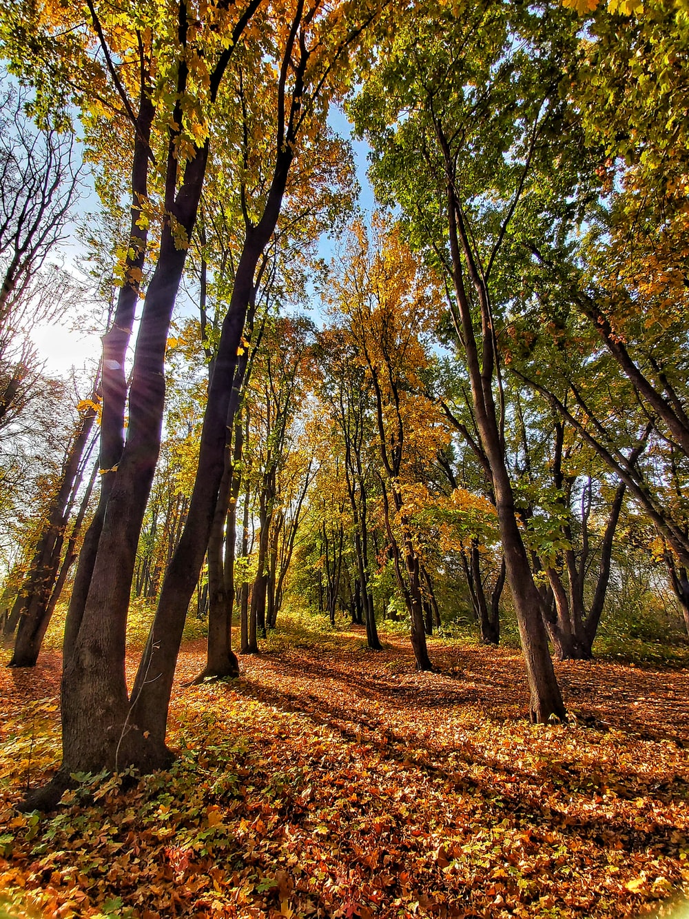 Daytime Autumn Wallpapers - Wallpaper Cave