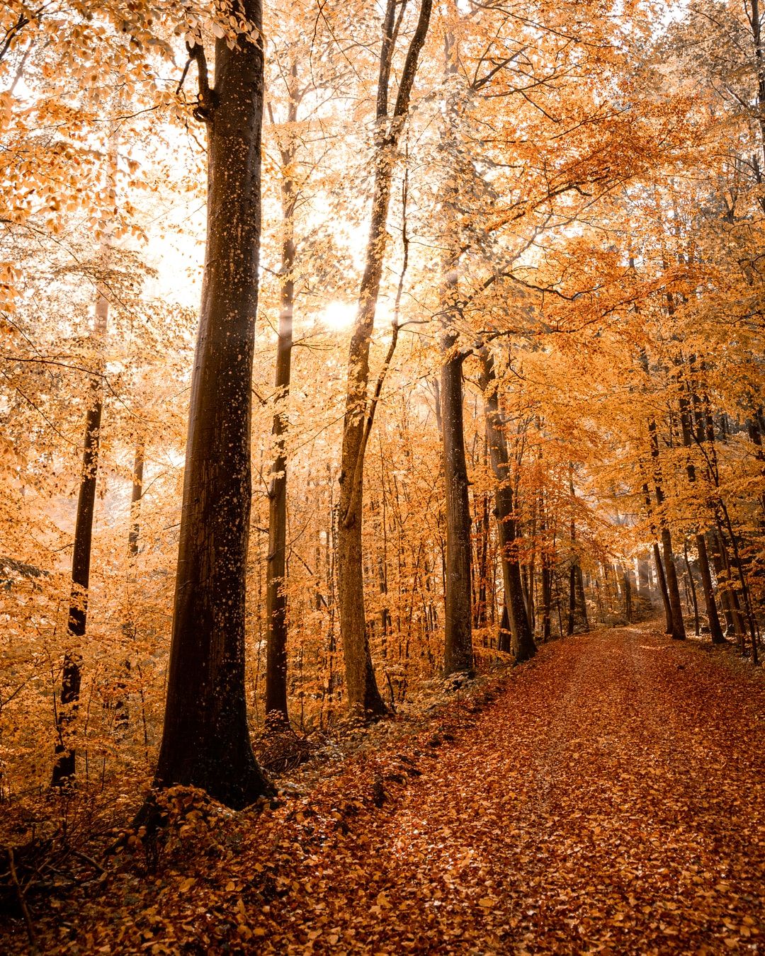 Daytime Autumn Wallpapers - Wallpaper Cave