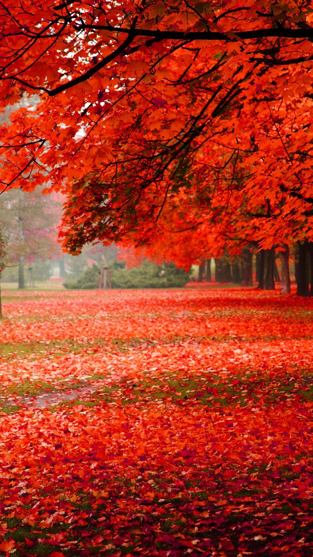 Daytime Autumn Wallpapers - Wallpaper Cave