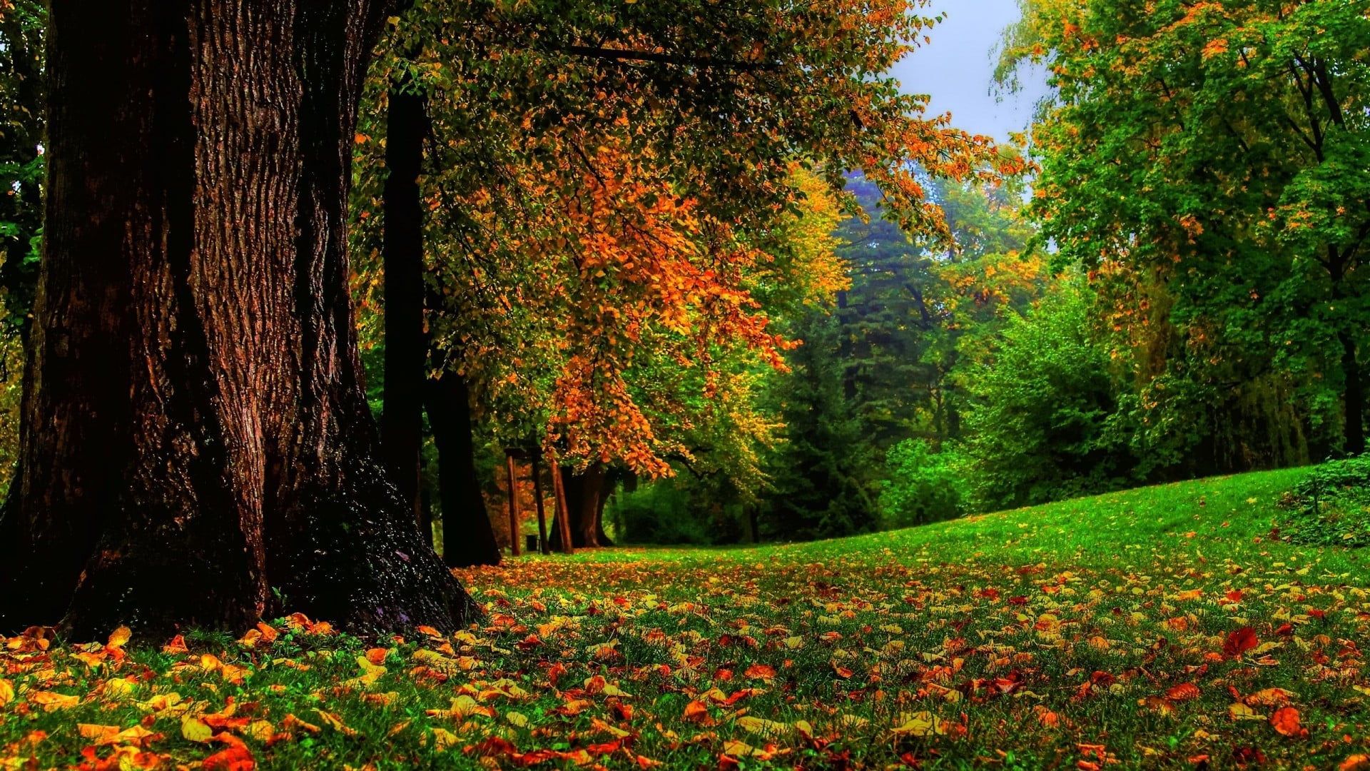 Daytime Autumn Wallpapers - Wallpaper Cave