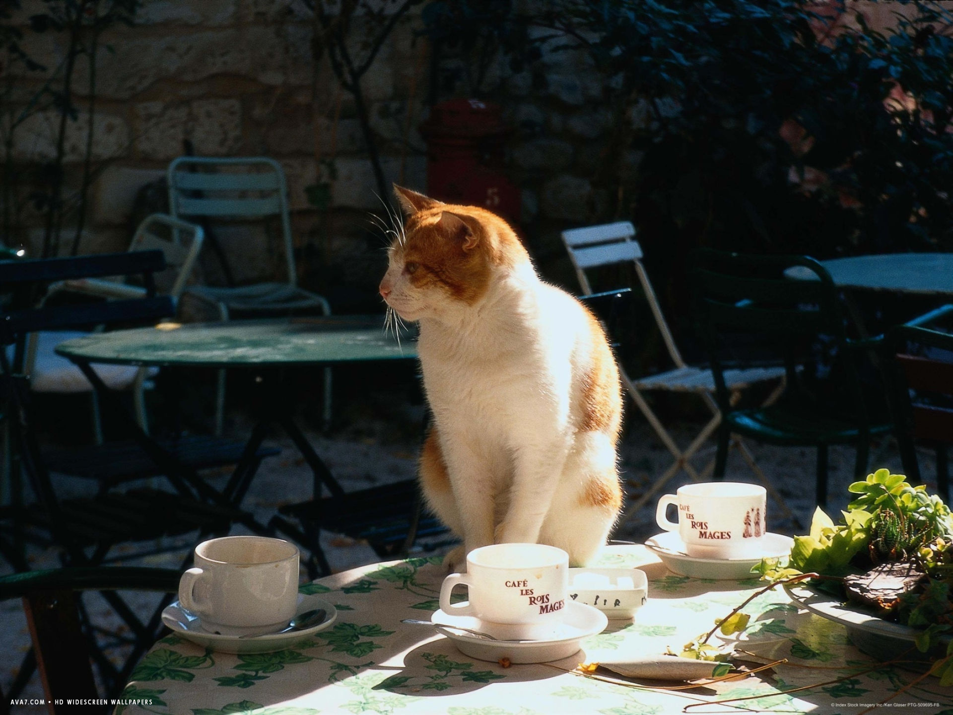 Cat Cafe Wallpapers - Wallpaper Cave