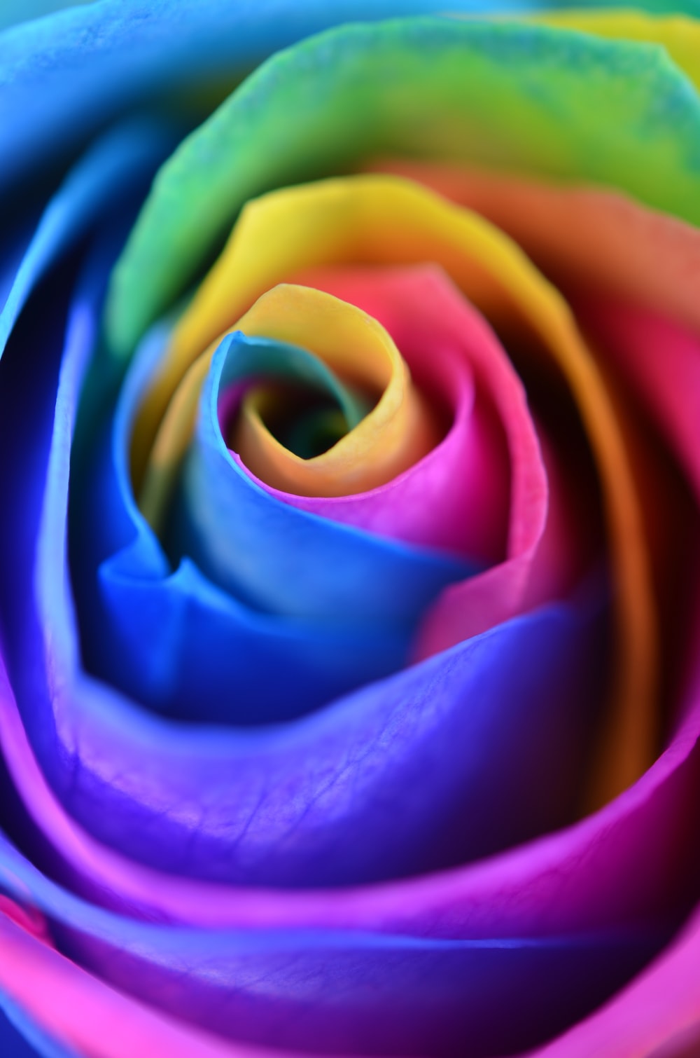 Colour Rose Wallpapers - Wallpaper Cave