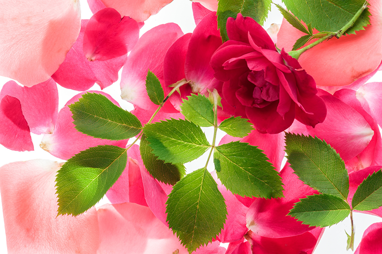 Colour Rose Wallpapers - Wallpaper Cave