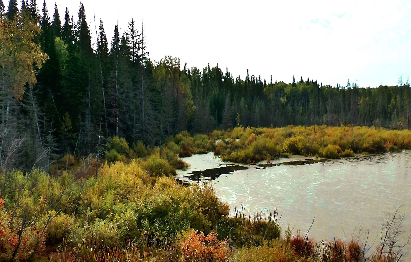Boreal Forest Wallpapers - Wallpaper Cave