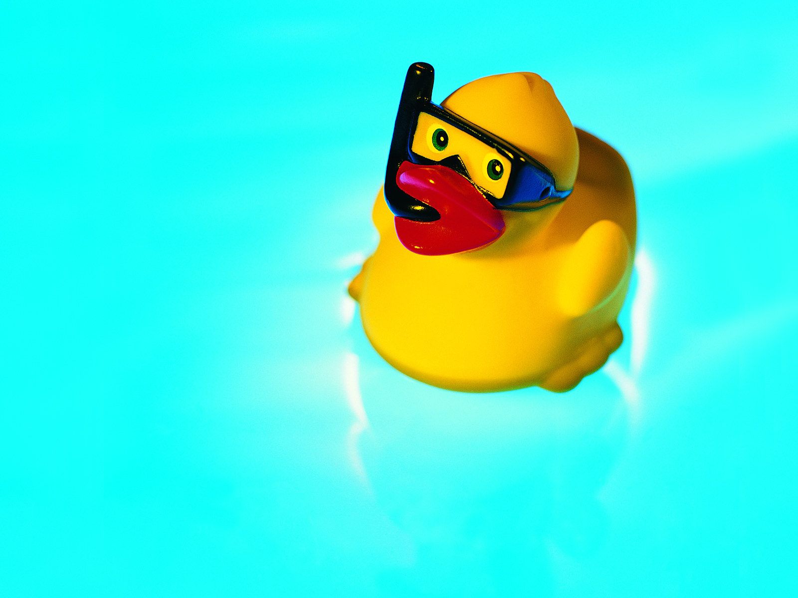 Summer Duck Wallpapers - Wallpaper Cave