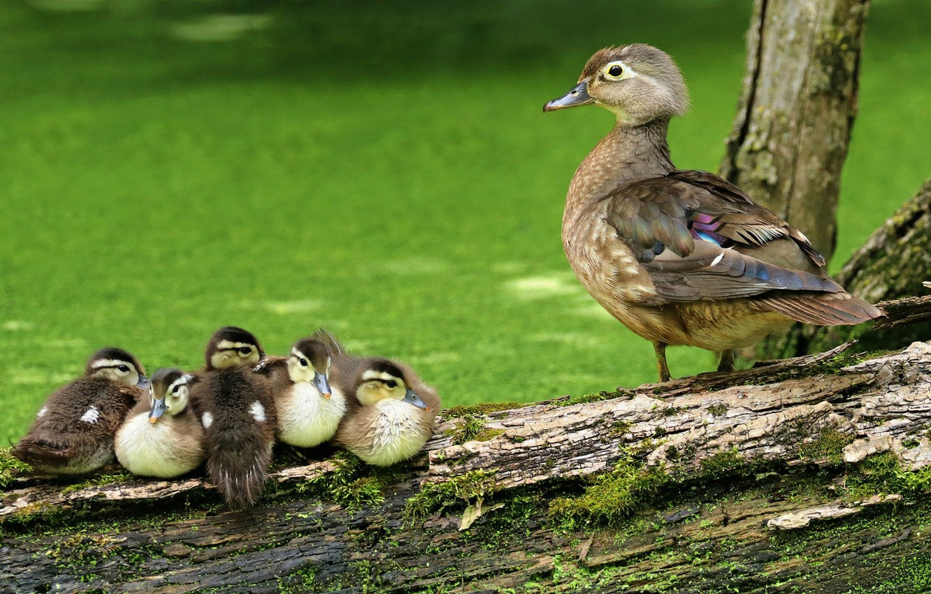 Summer Duck Wallpapers - Wallpaper Cave