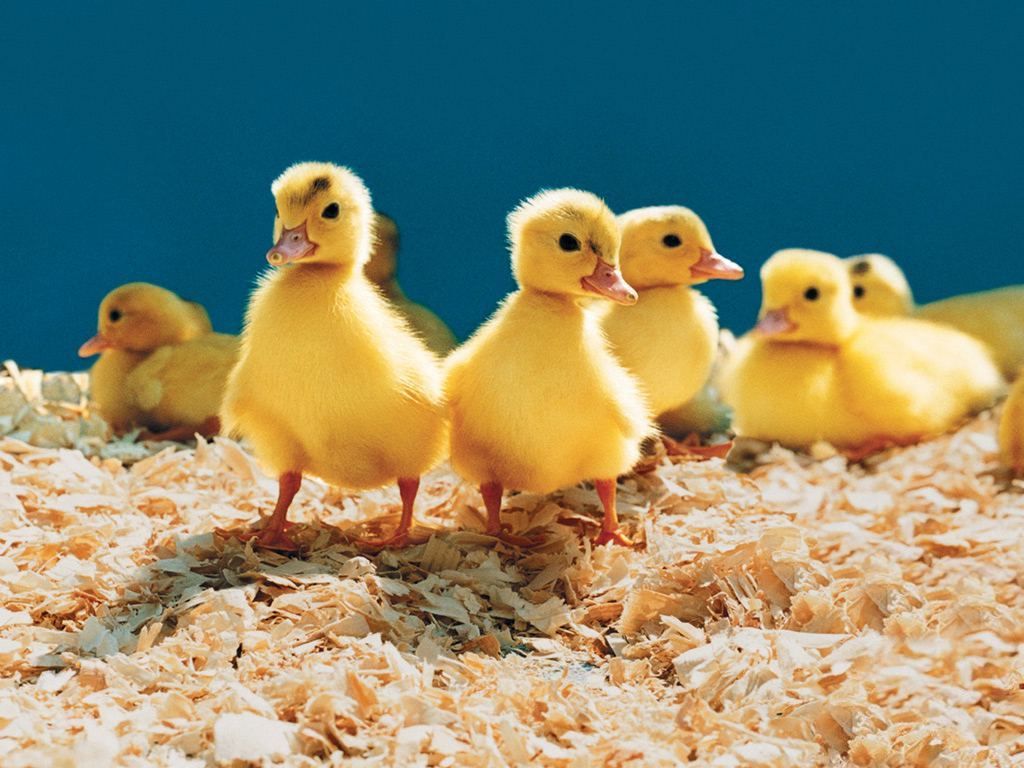 Summer Duck Wallpapers - Wallpaper Cave