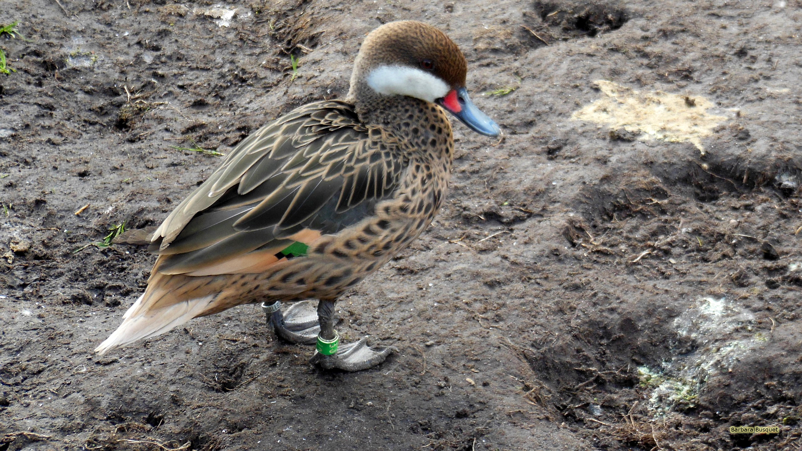 Summer Duck Wallpapers - Wallpaper Cave