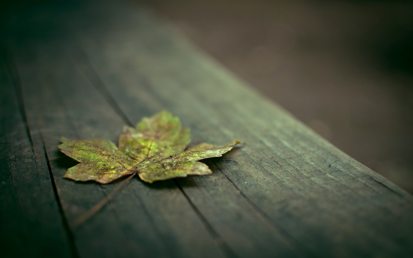 Leaf Desktop Wallpapers - Wallpaper Cave